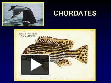 PPT – CHORDATES PowerPoint presentation | free to view - id: fb277-OTA4N