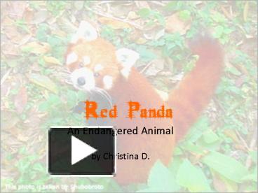 PPT – Red Panda PowerPoint presentation | free to view - id: fcd0a-ZDc1Z