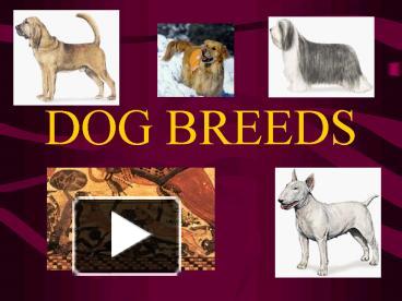 DOG BREEDS presentation | free to view
