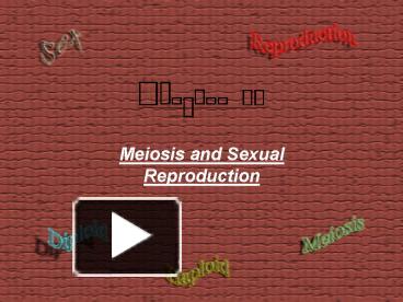 PPT – Meiosis and Sexual Reproduction PowerPoint presentation | free to ...