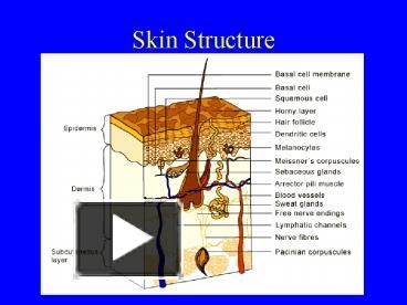 Skin Structure presentation | free to view