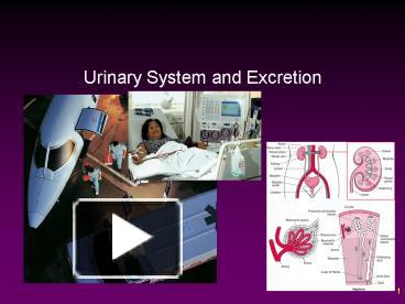 PPT – Urinary System and Excretion PowerPoint presentation | free to ...