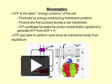 PPT – Bioenergetics PowerPoint presentation | free to view - id: 100994 ...