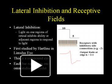 PPT – Lateral Inhibition and Receptive Fields PowerPoint presentation ...