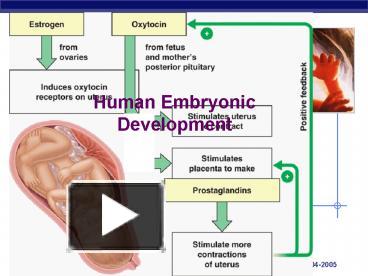 PPT – Human Embryonic Development PowerPoint presentation | free to ...