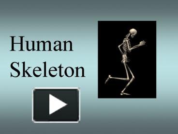 Human Skeleton presentation | free to download