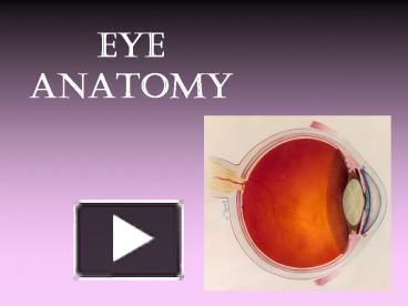 Eye Anatomy presentation | free to download