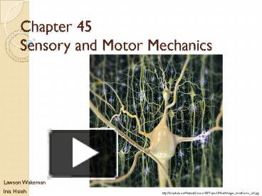 PPT – Chapter 45 Sensory and Motor Mechanics PowerPoint presentation ...