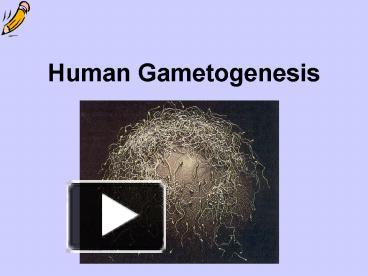 Human Gametogenesis presentation | free to view