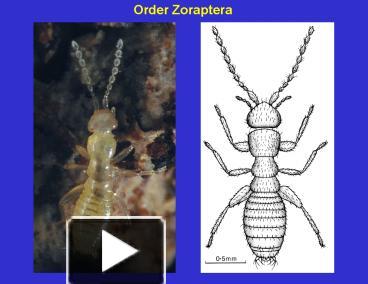 Order Zoraptera presentation | free to view