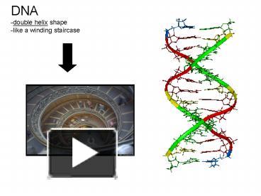 PPT – DNA Replication PowerPoint presentation | free to view - id ...