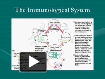 PPT – The Immunological System PowerPoint presentation | free to view ...