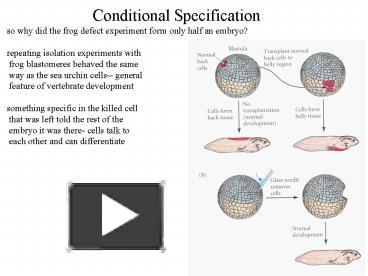 PPT – Conditional Specification PowerPoint presentation | free to view ...