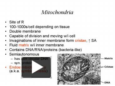 Mitochondria presentation | free to view