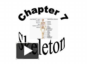PPT – Skeleton PowerPoint presentation | free to download - id: 10f884 ...