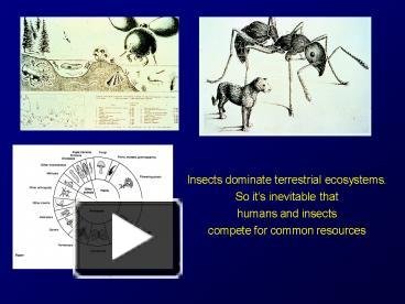 PPT – Insects dominate terrestrial ecosystems. PowerPoint presentation ...