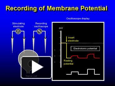 PPT – Recording of Membrane Potential PowerPoint presentation | free to ...