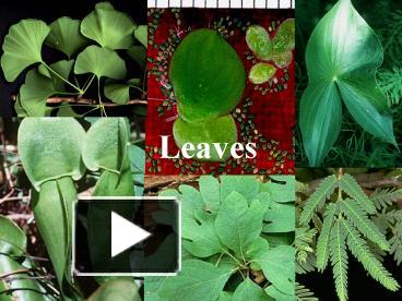 Plant Physiology presentation | free to view