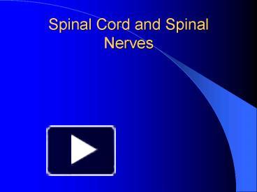 PPT – Spinal Cord and Spinal Nerves PowerPoint presentation | free to ...