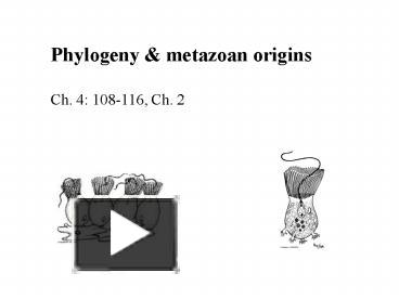 PPT – Phylogeny PowerPoint presentation | free to view - id: 117bd2-NGVlY