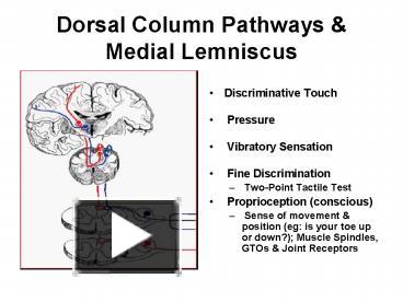Dorsal Column Pathways presentation | free to view
