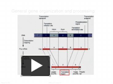 PPT – RNA Splicing PowerPoint presentation | free to view - id: 11930a ...