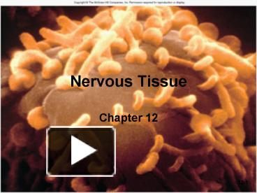 PPT – Nervous Tissue PowerPoint presentation | free to view - id ...