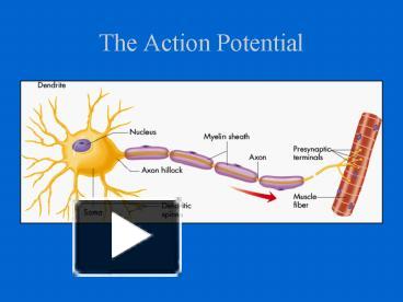The Action Potential presentation | free to view