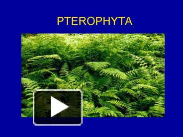 PPT – PTEROPHYTA PowerPoint presentation | free to view - id: 11bb2f-ZjVmZ