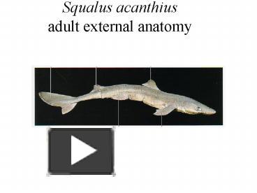 Squalus acanthius adult external anatomy presentation | free to view