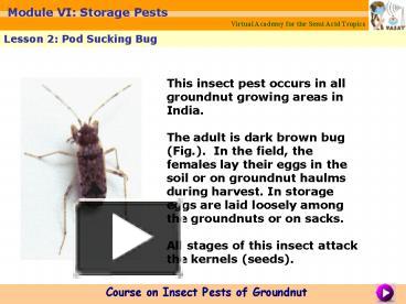 PPT – This insect pest occurs in all groundnut growing areas in India ...