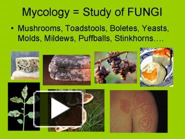 Mycology Study of FUNGI presentation | free to view