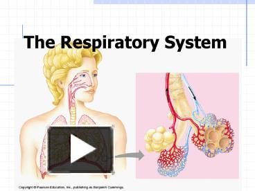 PPT – The Respiratory System PowerPoint presentation | free to view ...
