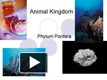 PPT – Animal Kingdom PowerPoint presentation | free to view - id ...