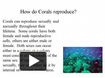 How do Corals reproduce presentation | free to view