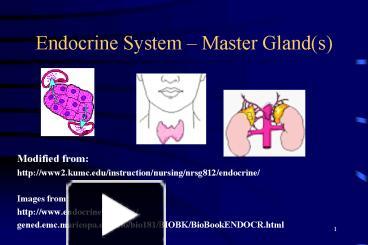 PPT – Endocrine System Master Glands PowerPoint presentation | free to ...