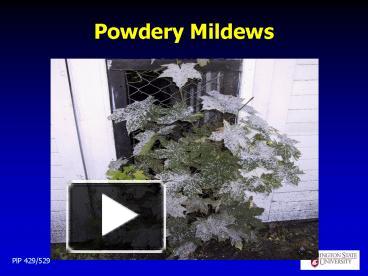 Powdery Mildews presentation | free to view