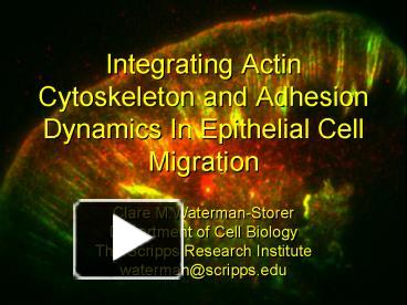 PPT – Integrating Actin Cytoskeleton and Adhesion Dynamics In ...