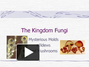 PPT – The Kingdom Fungi PowerPoint presentation | free to view - id ...