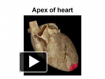 PPT – Apex of heart PowerPoint presentation | free to download - id ...