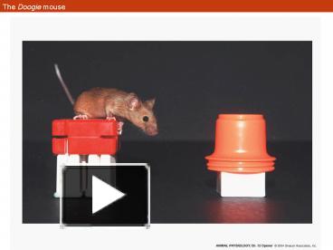 The Doogie mouse presentation | free to view