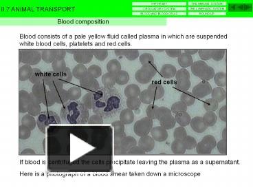 PPT – Blood consists of a pale yellow fluid called plasma in which are ...