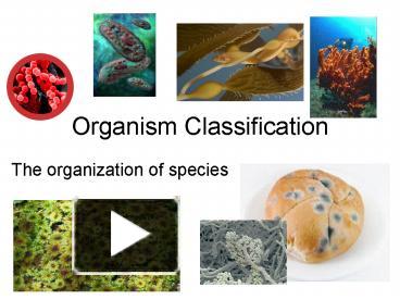 PPT – Organism Classification PowerPoint presentation | free to view ...