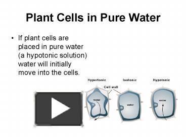 PPT – Plant Cells in Pure Water PowerPoint presentation | free to view ...