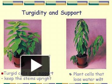Turgidity and Support presentation | free to view
