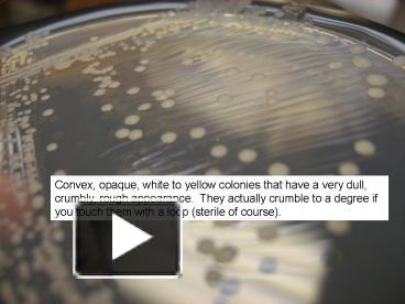 PPT – Convex, opaque, white to yellow colonies that have a very dull ...