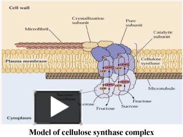 Model of cellulose synthase complex presentation | free to view