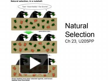 PPT – Natural Selection PowerPoint presentation | free to view - id ...
