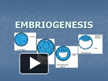 EMBRIOGENESIS presentation | free to view