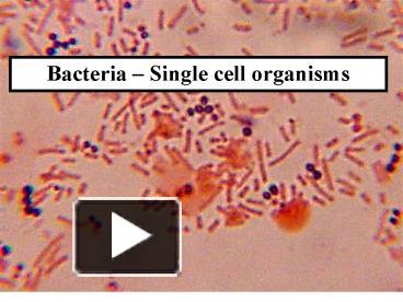 Bacteria Single cell organisms presentation | free to view